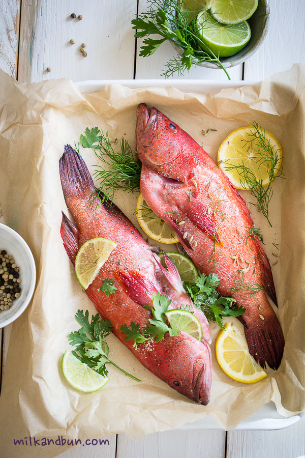 Fish. Arabian red grouper | milkandbun